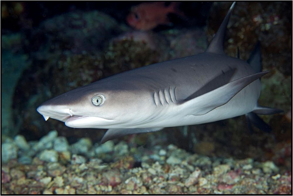 Baby Weissspitzen-Riffhai Foto & Bild | unterwasser, uw-salzwasser ...