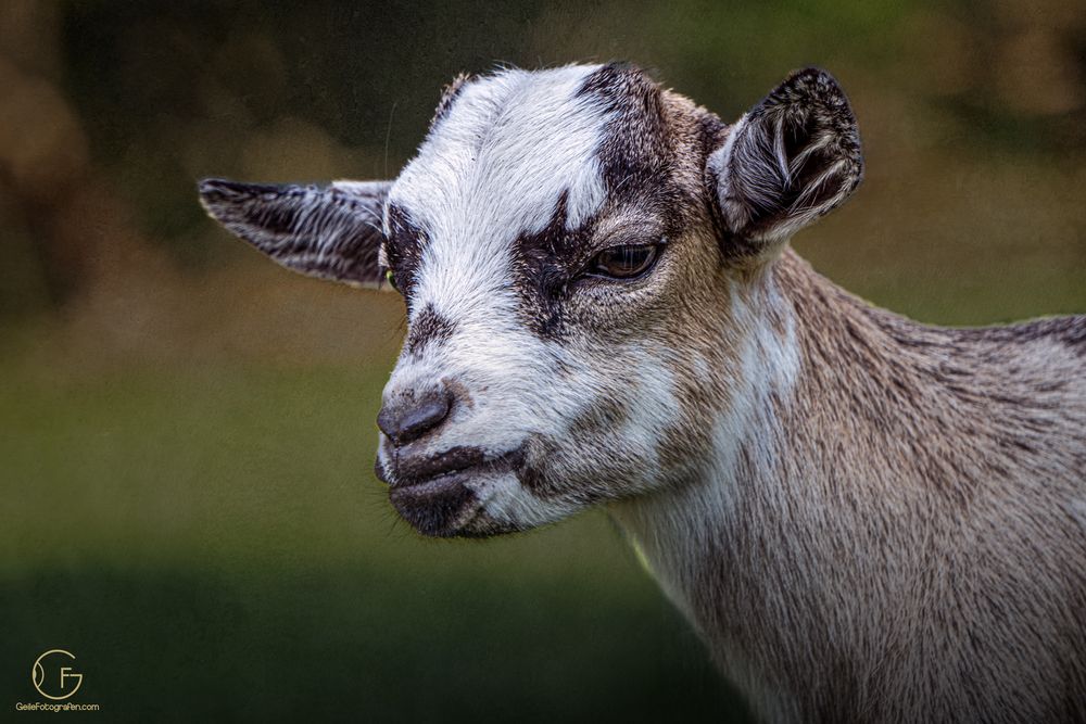 Baby Ziege Foto & Bild | fotos, close up, natur Bilder auf fotocommunity