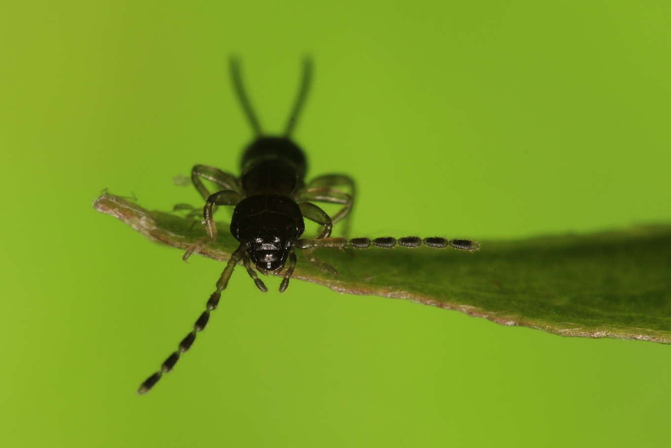 Baby-Zwicker Foto & Bild | tiere, wildlife, natur Bilder auf fotocommunity