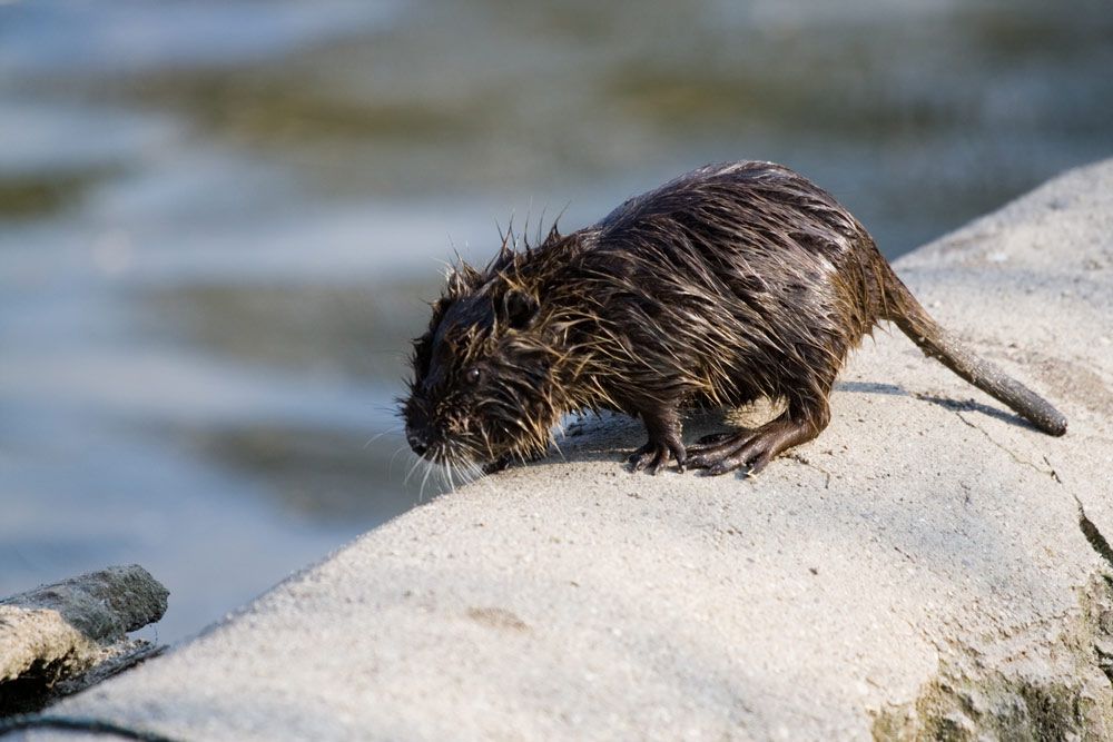 Babybiber Foto & Bild | tiere, zoo, wildpark & falknerei, säugetiere ...