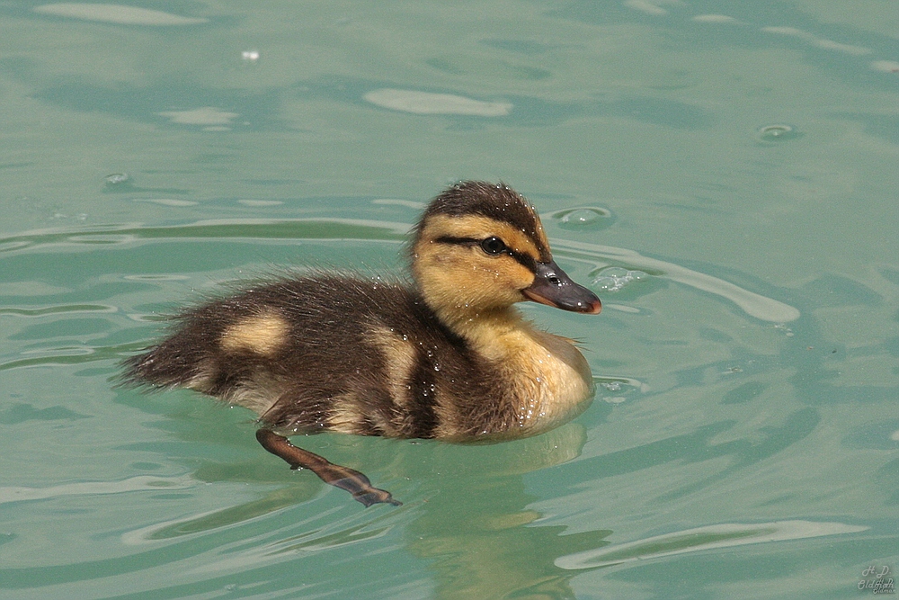 Babyente Foto & Bild | tiere, tierkinder, natur Bilder auf fotocommunity