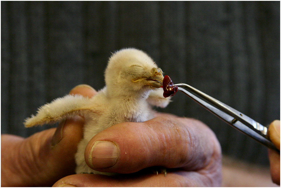 Babyeule.......... Foto & Bild | tiere, zoo, wildpark & falknerei ...