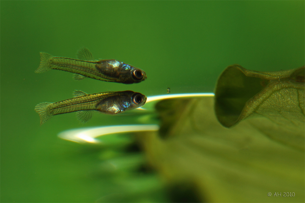 Babyfisch 2 Foto & Bild | tiere, haustiere, aquaristik Bilder auf ...