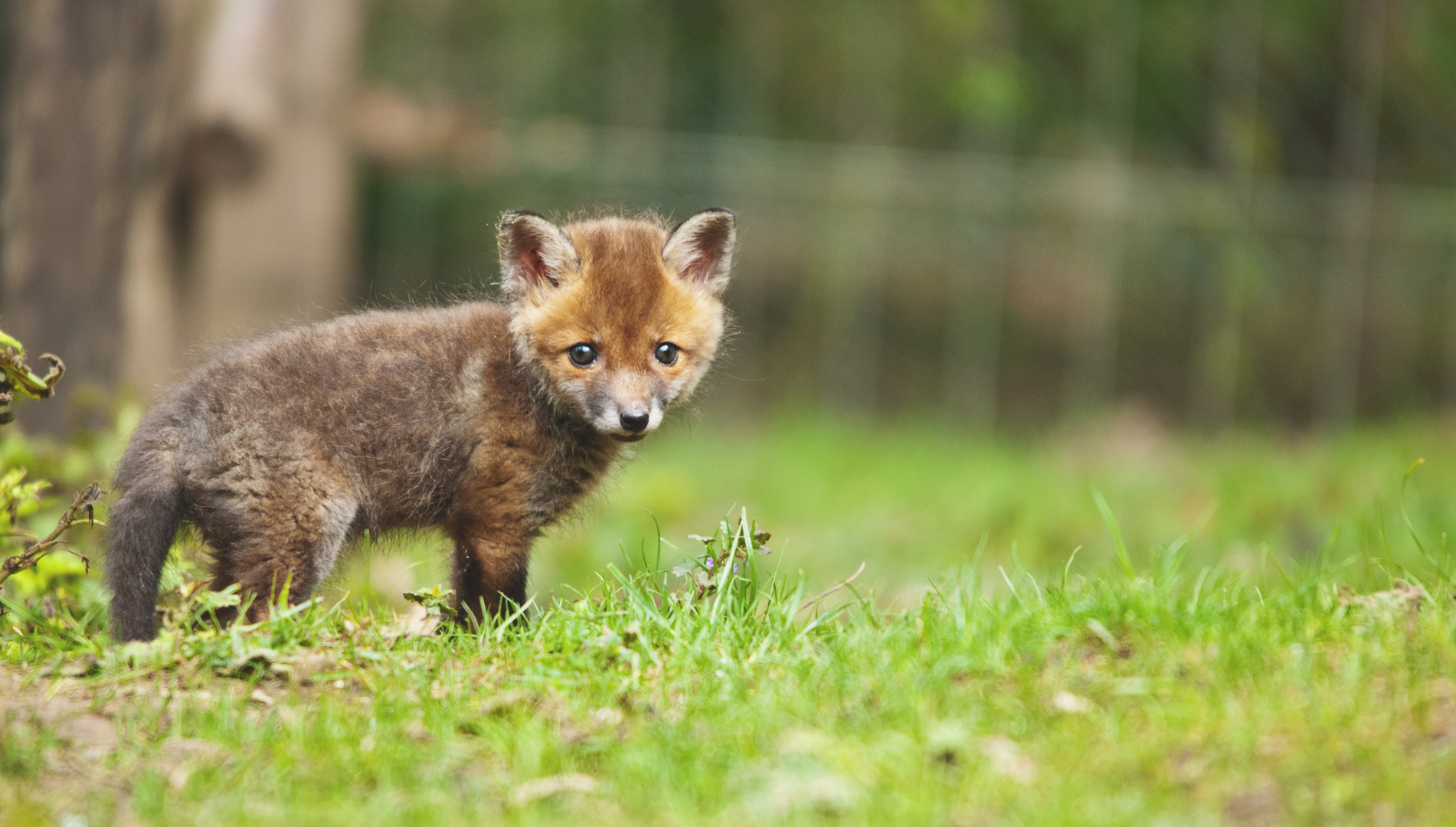 babyfuchs Foto & Bild | tiere, wildlife, säugetiere Bilder auf ...