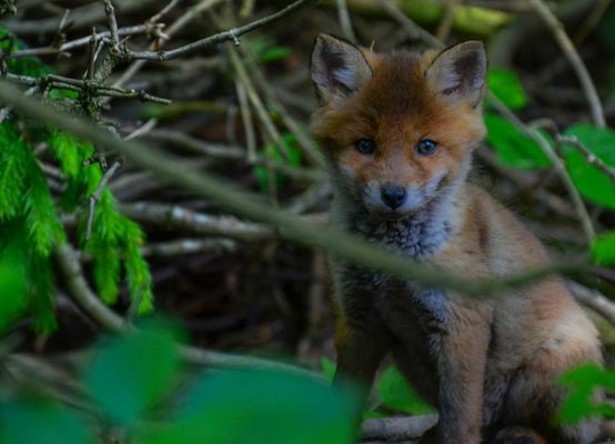 hani98 - Fotos & Bilder - Fotograf aus Kisslegg, Deutschland ...