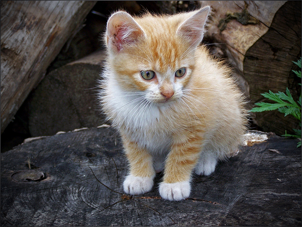 Babykatze Foto & Bild | world, brandenburg, natur Bilder auf fotocommunity