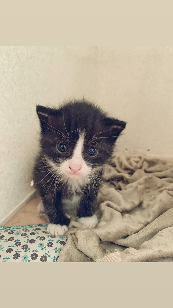 Babykatze Foto & Bild | fotos, katze, tiere Bilder auf fotocommunity