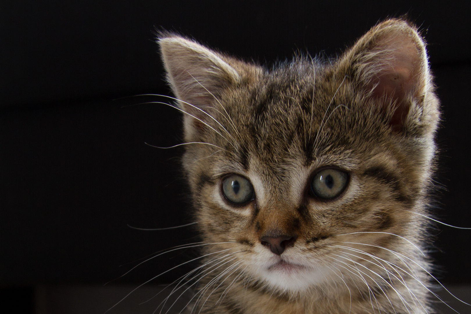 Babykatze Foto & Bild | tiere, haustiere, katzen Bilder auf fotocommunity