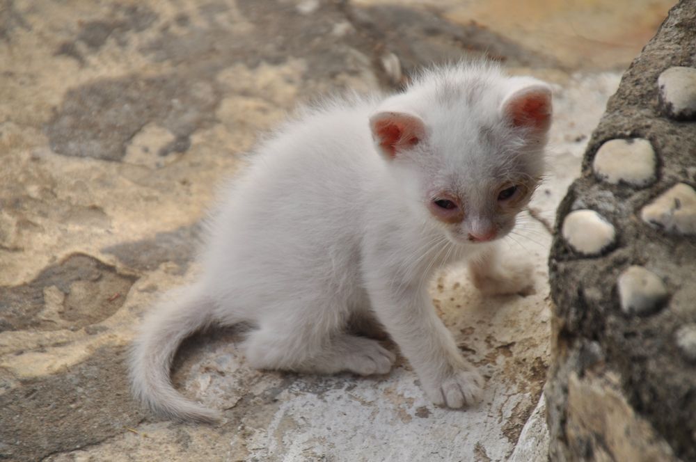 Babykatze - Katzenbaby Foto & Bild | tiere, haustiere, katzen Bilder ...