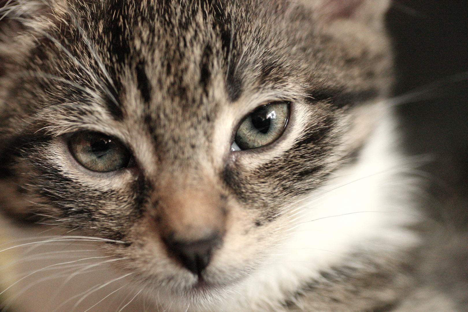 Babykatze Nanja Foto & Bild | tiere, haustiere, katzen Bilder auf ...