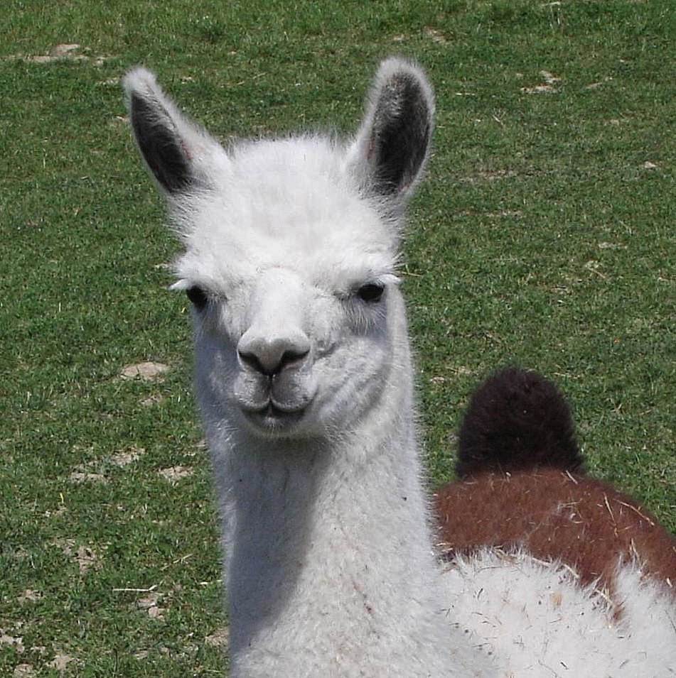 Babylama - Spuckst Du..... Foto & Bild | tiere, haustiere, sonstige ...