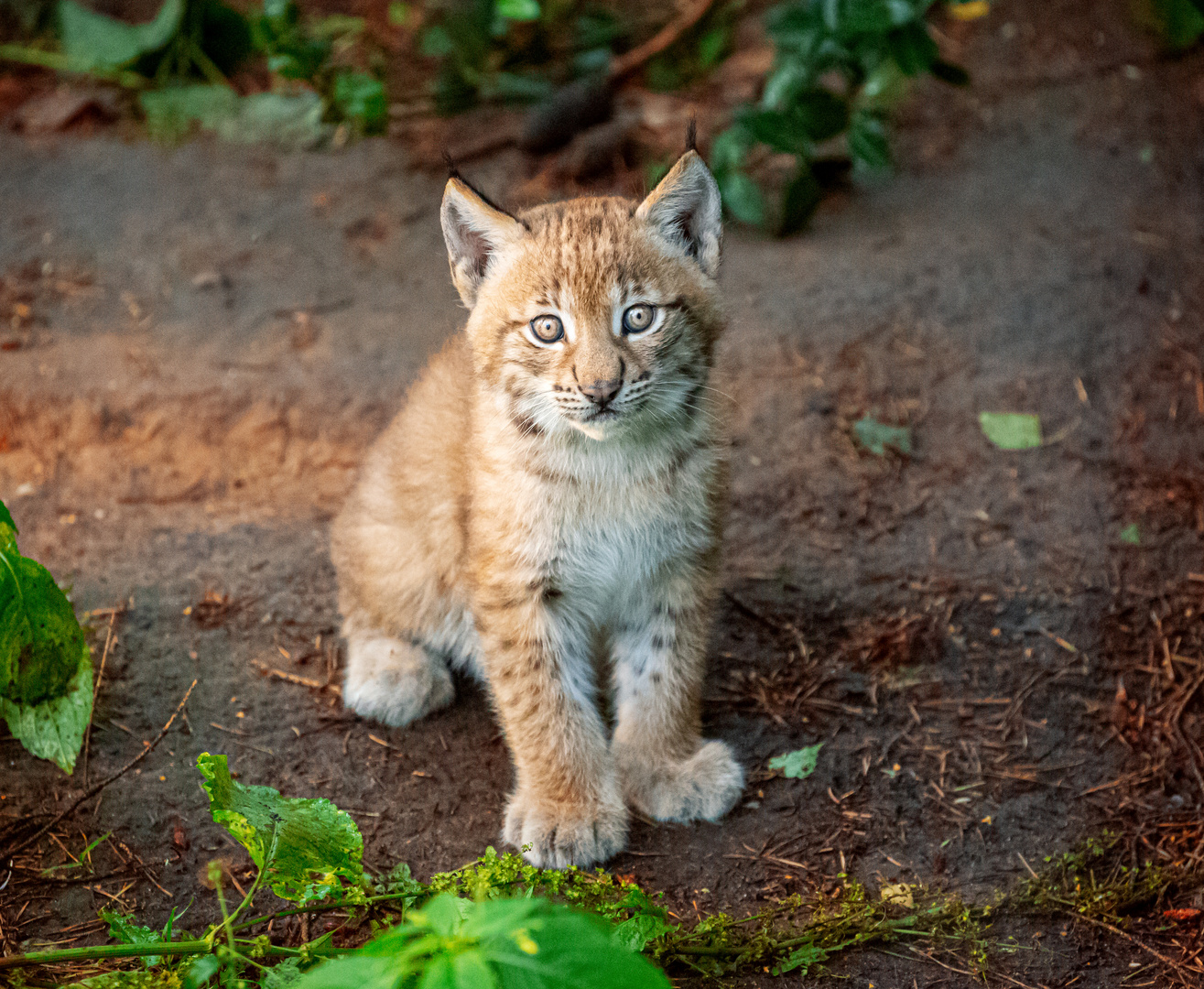 Babyluchs Foto & Bild | tiere, zoo, wildpark & falknerei, säugetiere ...