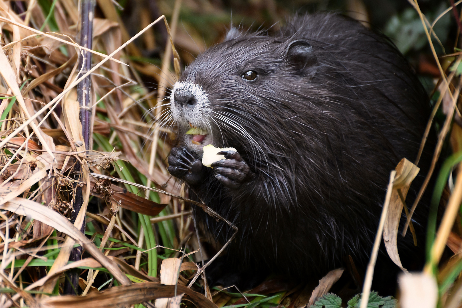 Babynutria..... Foto & Bild | natur, nutria, tiere Bilder auf fotocommunity