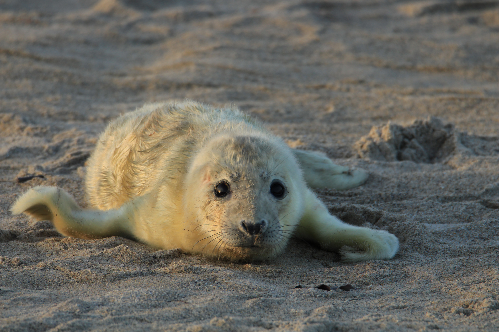 Babyrobbe Foto & Bild | robben , tiere, helgoland Bilder auf fotocommunity