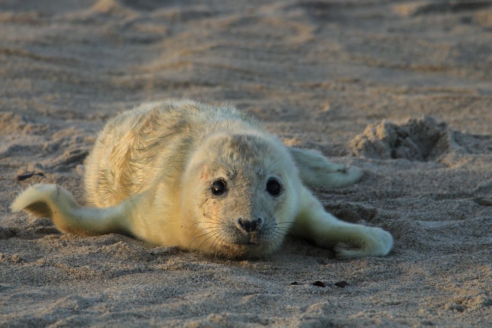 Babyrobbe Foto & Bild | robben , tiere, helgoland Bilder auf fotocommunity