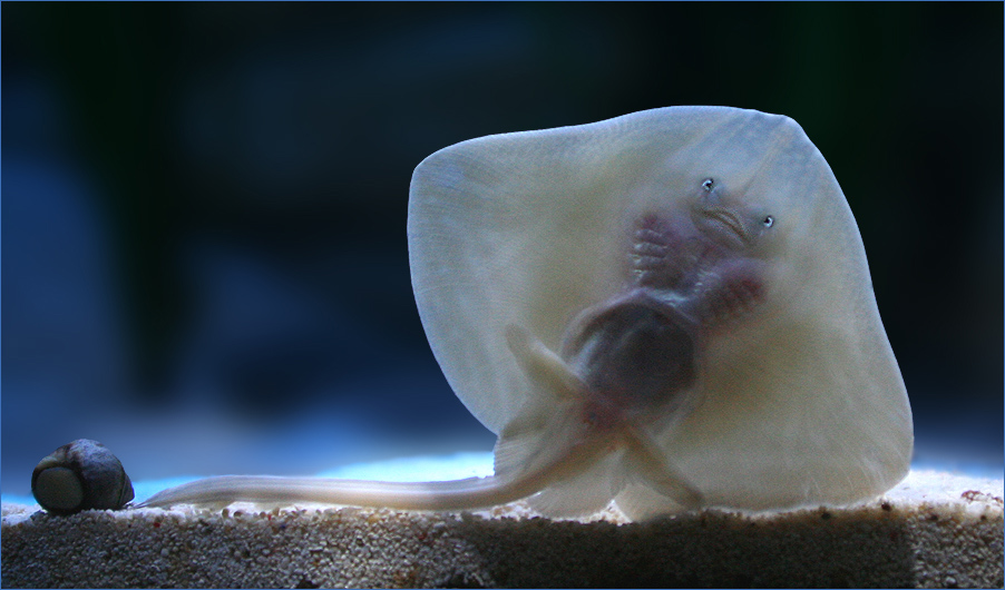 Babyrochen Foto & Bild | tiere, zoo, wildpark & falknerei, zoo: fische ...