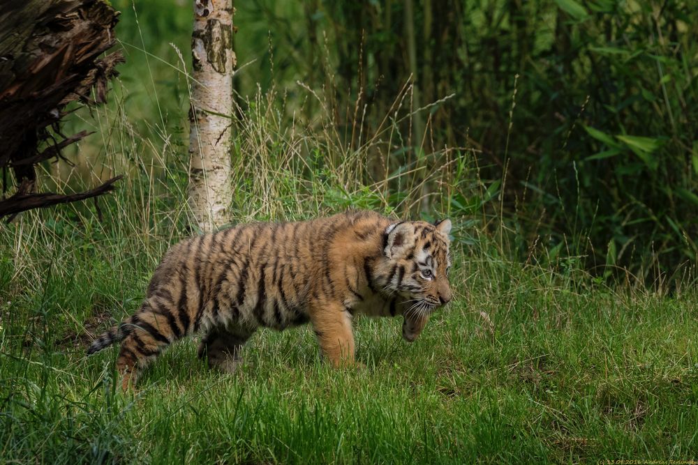 Babytiger-beim-Schleichen Foto & Bild | zoodu tigerbabys, münchen ...