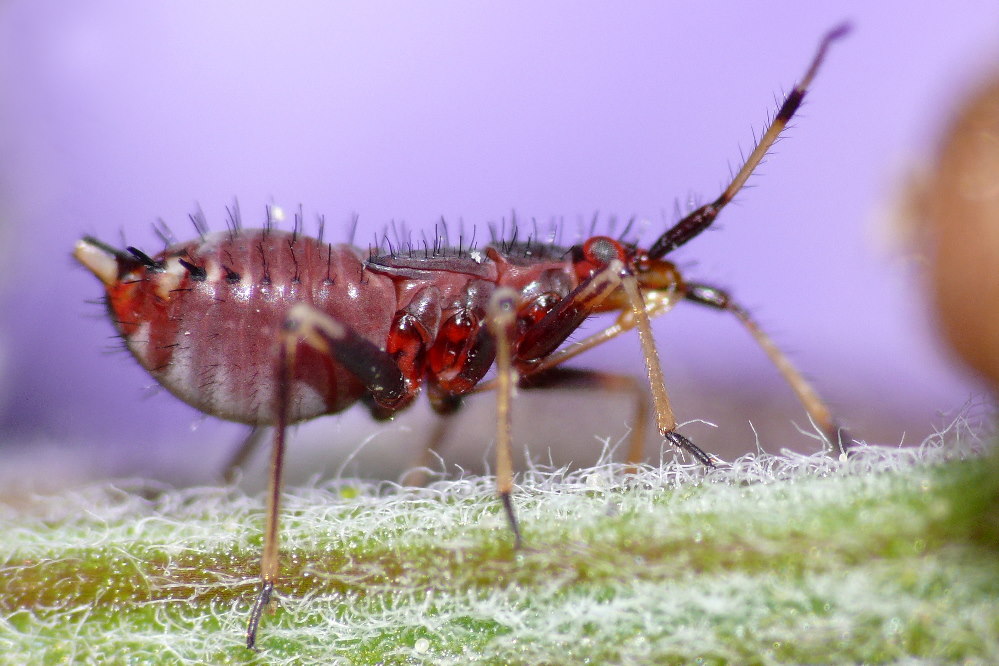 Babywanze Foto & Bild | tiere, wildlife, insekten Bilder auf fotocommunity