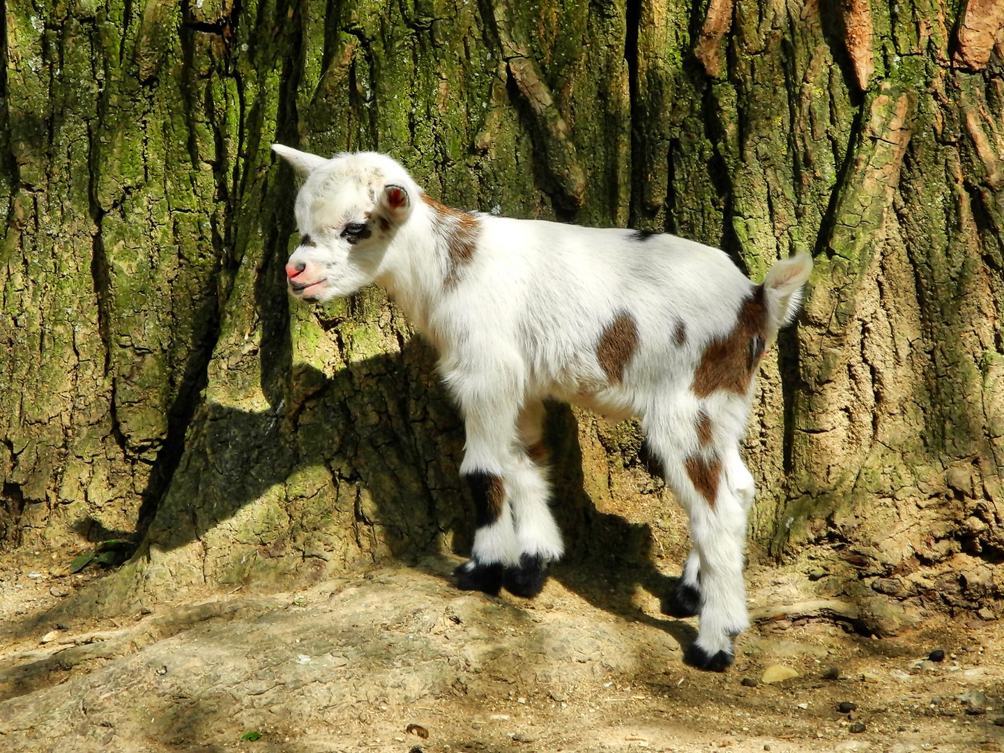 Babyziege Foto & Bild | tiere, zoo, wildpark & falknerei, säugetiere ...