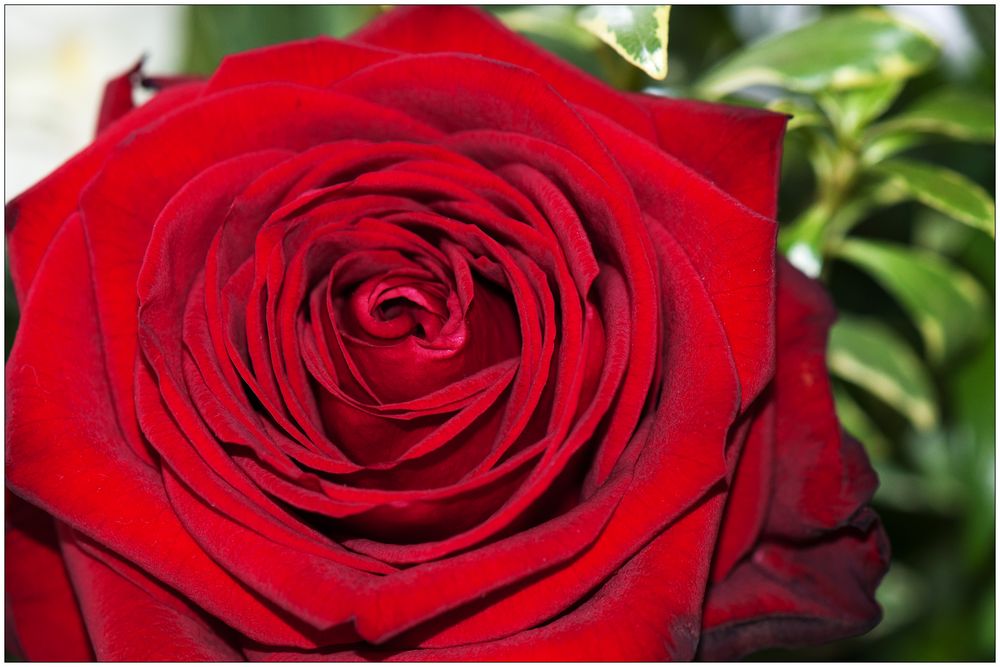 Baccara-Rose Foto & Bild | pflanzen, pilze & flechten, blüten ...