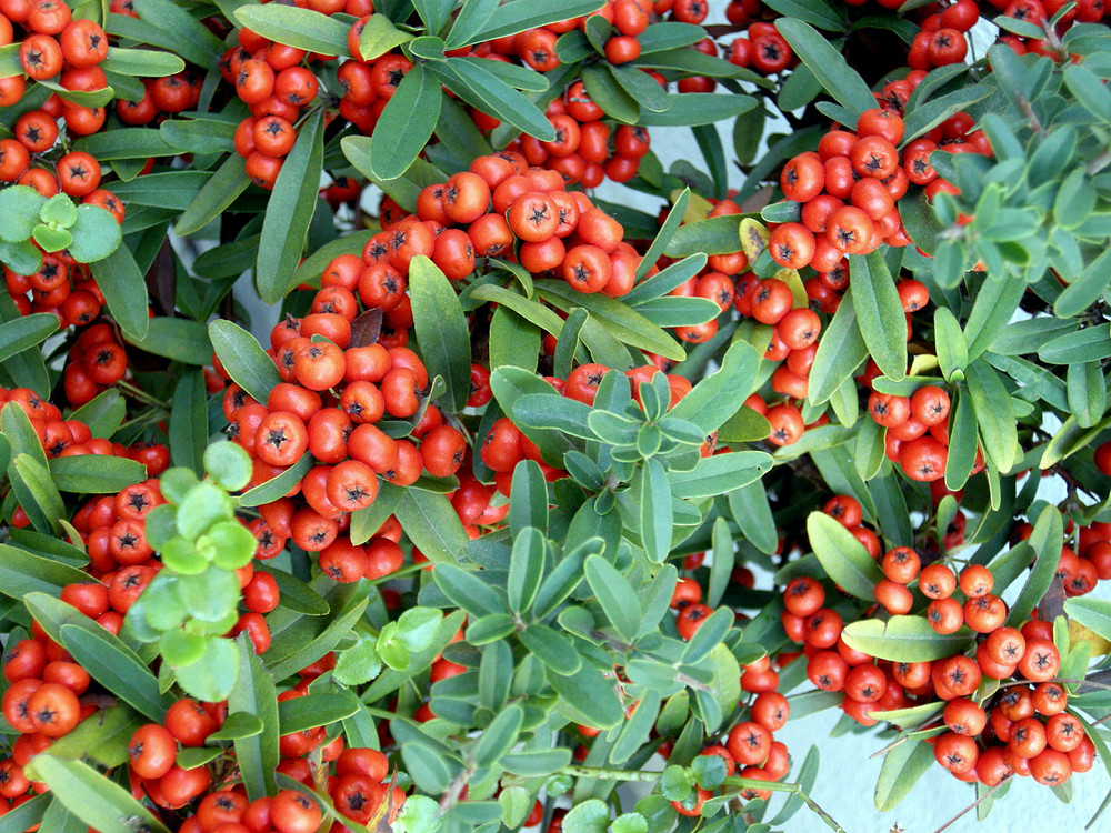 Bacche Foto % Immagini| piante, fiori e funghi, varie, natura Foto su ...