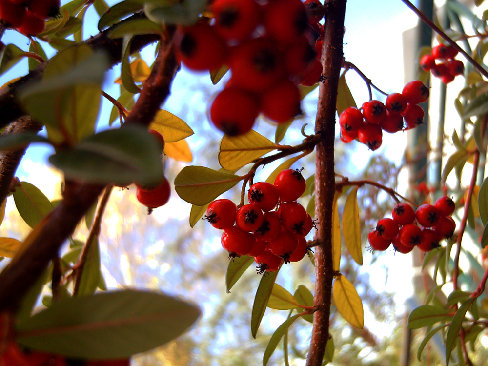 bacche rosse Foto % Immagini| piante, fiori e funghi, natura Foto su ...