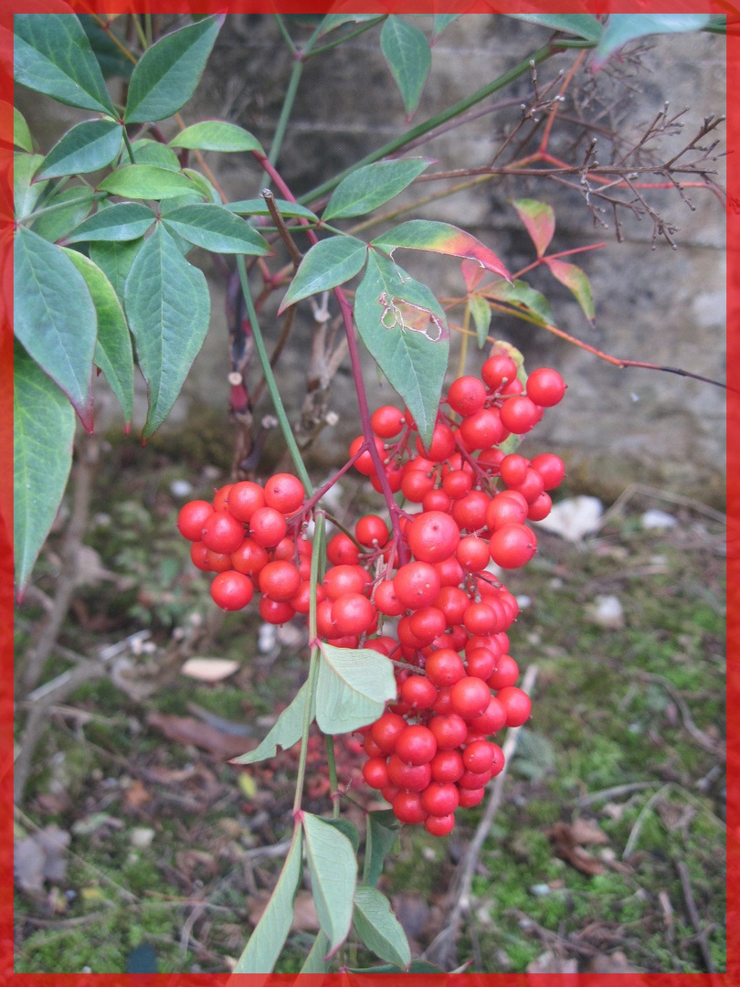 Bacche rosse Foto % Immagini| piante, fiori e funghi, natura Foto su ...