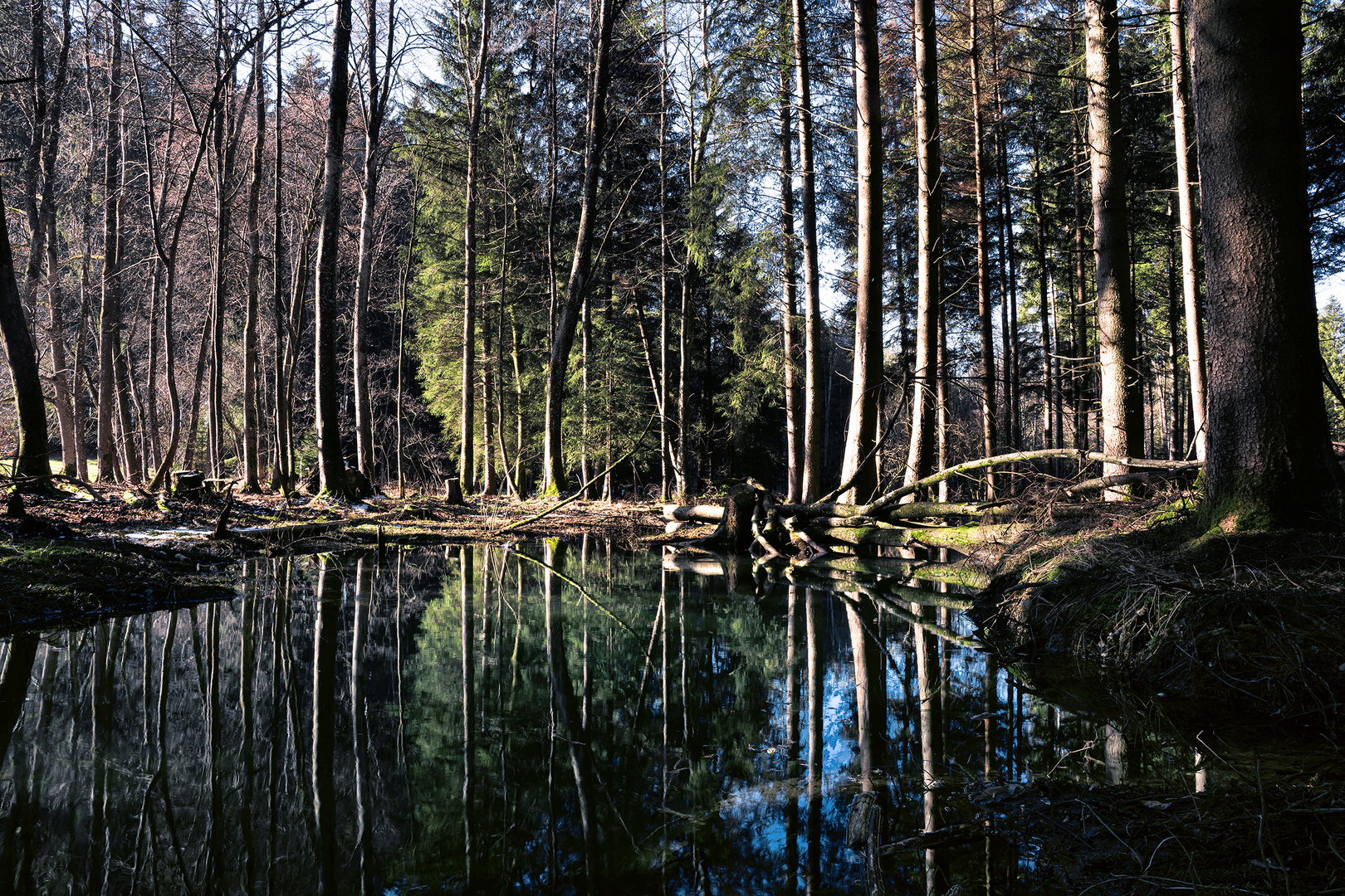 Bach im Wald Foto & Bild | fotos, wald, bäume Bilder auf fotocommunity