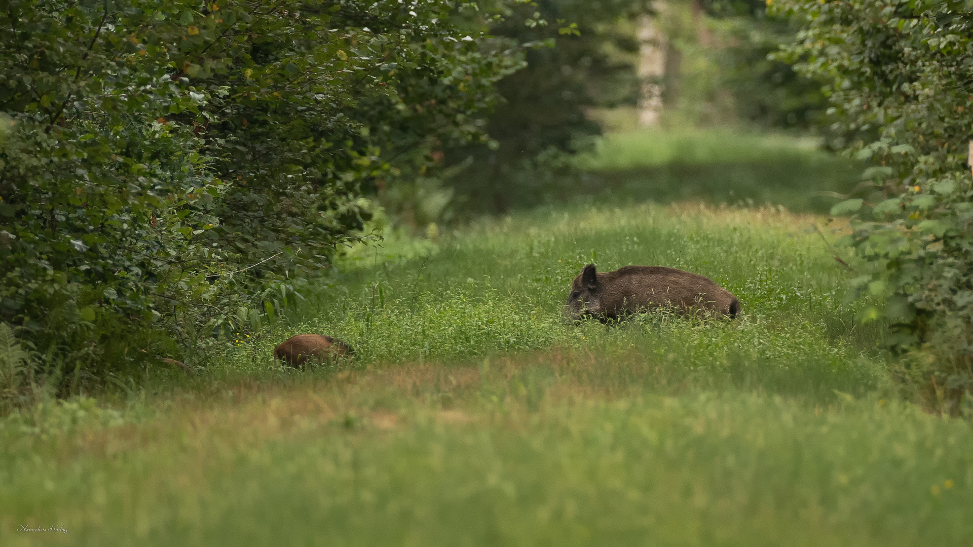 Bache-Frischling (1 von 1) Foto & Bild | tiere, wildlife, natur Bilder ...