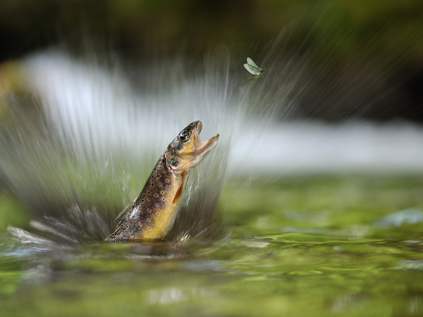Bachforelle Foto & Bild | composing, digiart Bilder auf fotocommunity