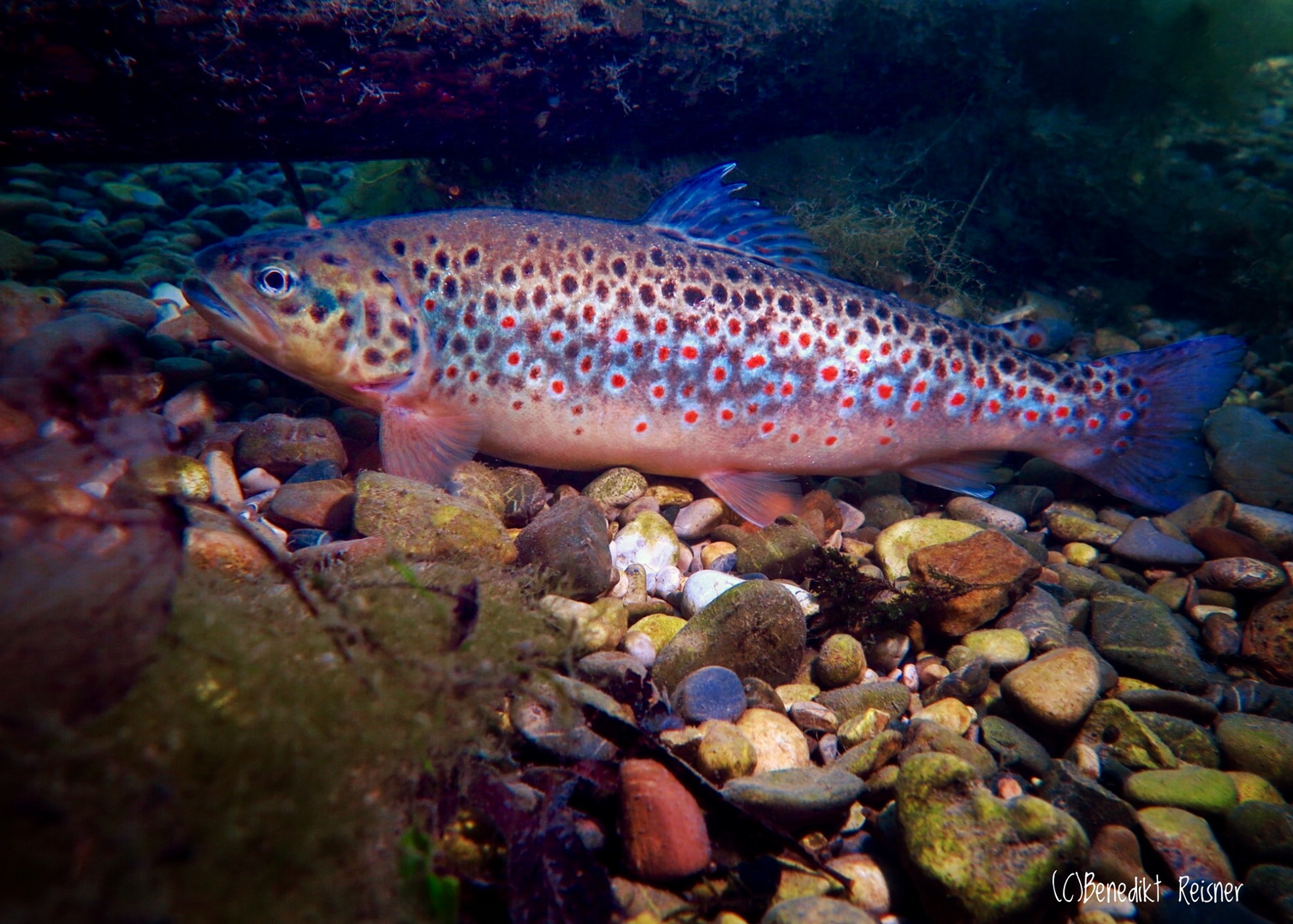 Bachforelle im Fluß Foto & Bild | natur, tiere, wildlife Bilder auf ...