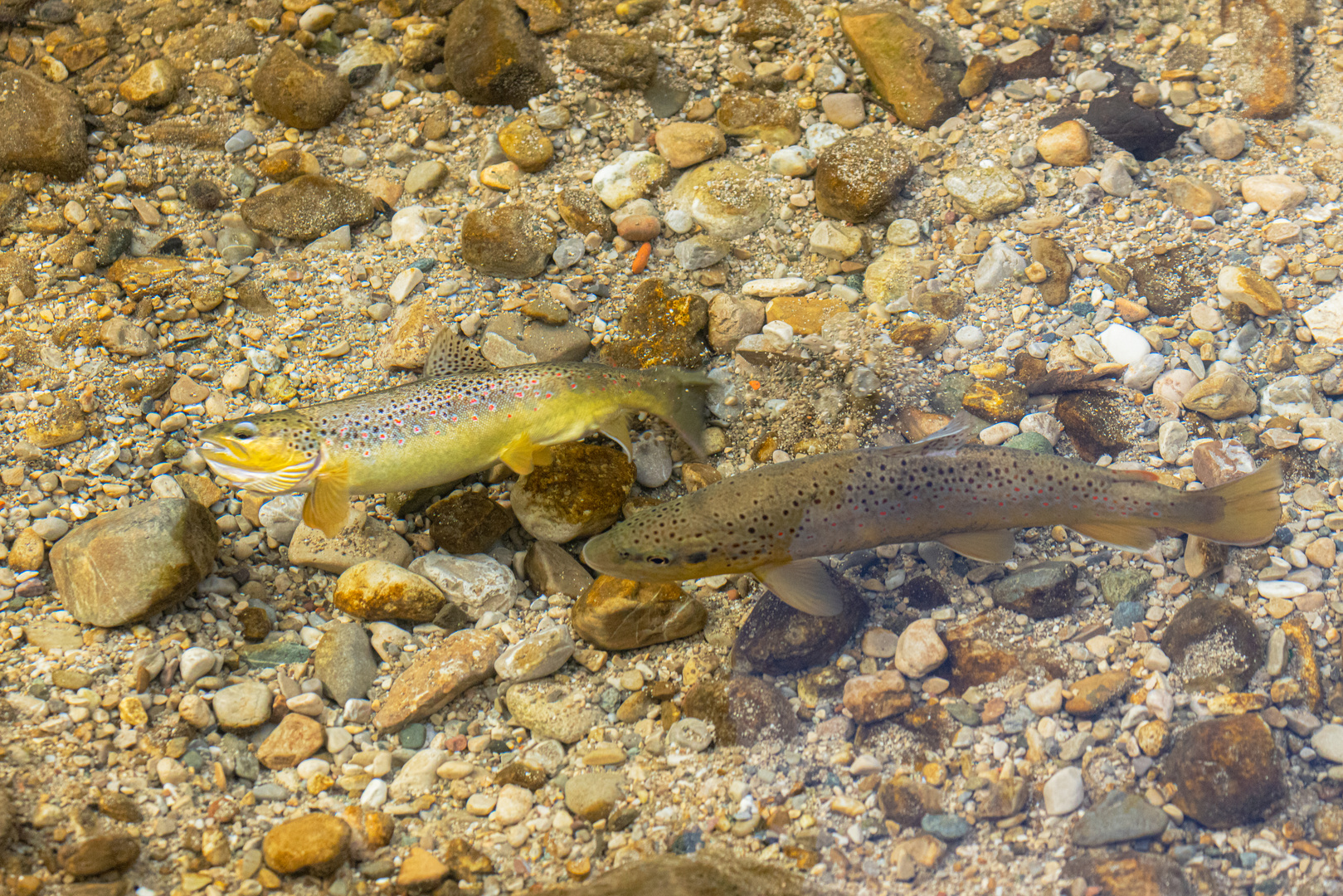 Bachforellen laichend Foto & Bild | wasser, natur, herbst Bilder auf ...