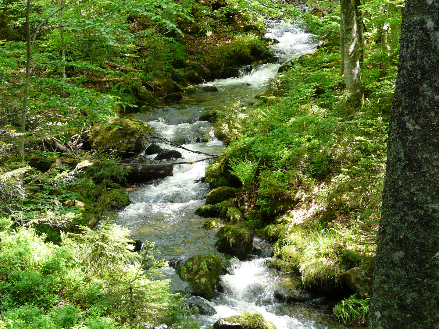 Bachlauf im Nationalpark Bayr.Wald Foto & Bild | landschaft, bach ...