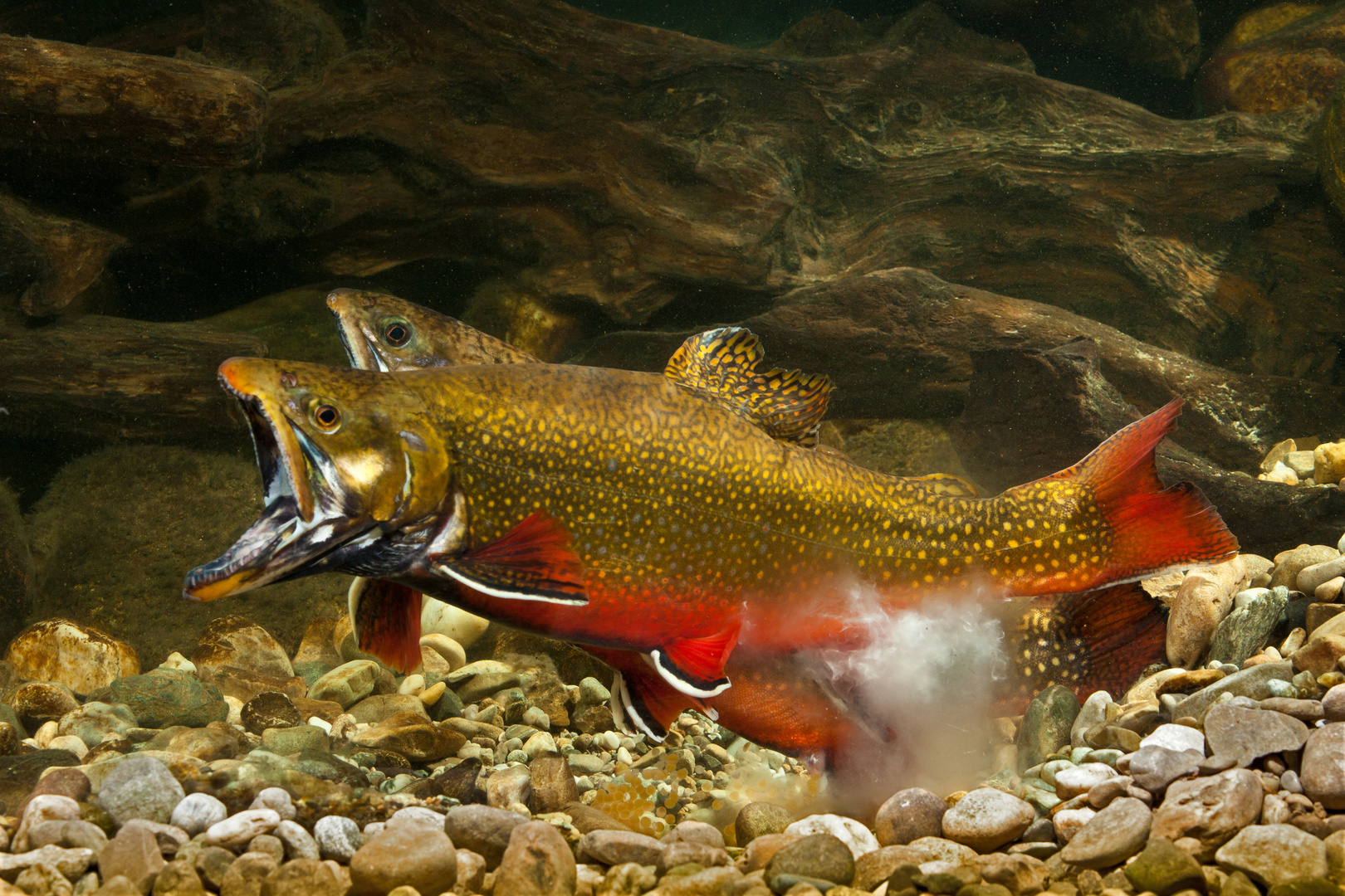 Bachsaibling Foto & Bild | tiere, wildlife, fische Bilder auf fotocommunity