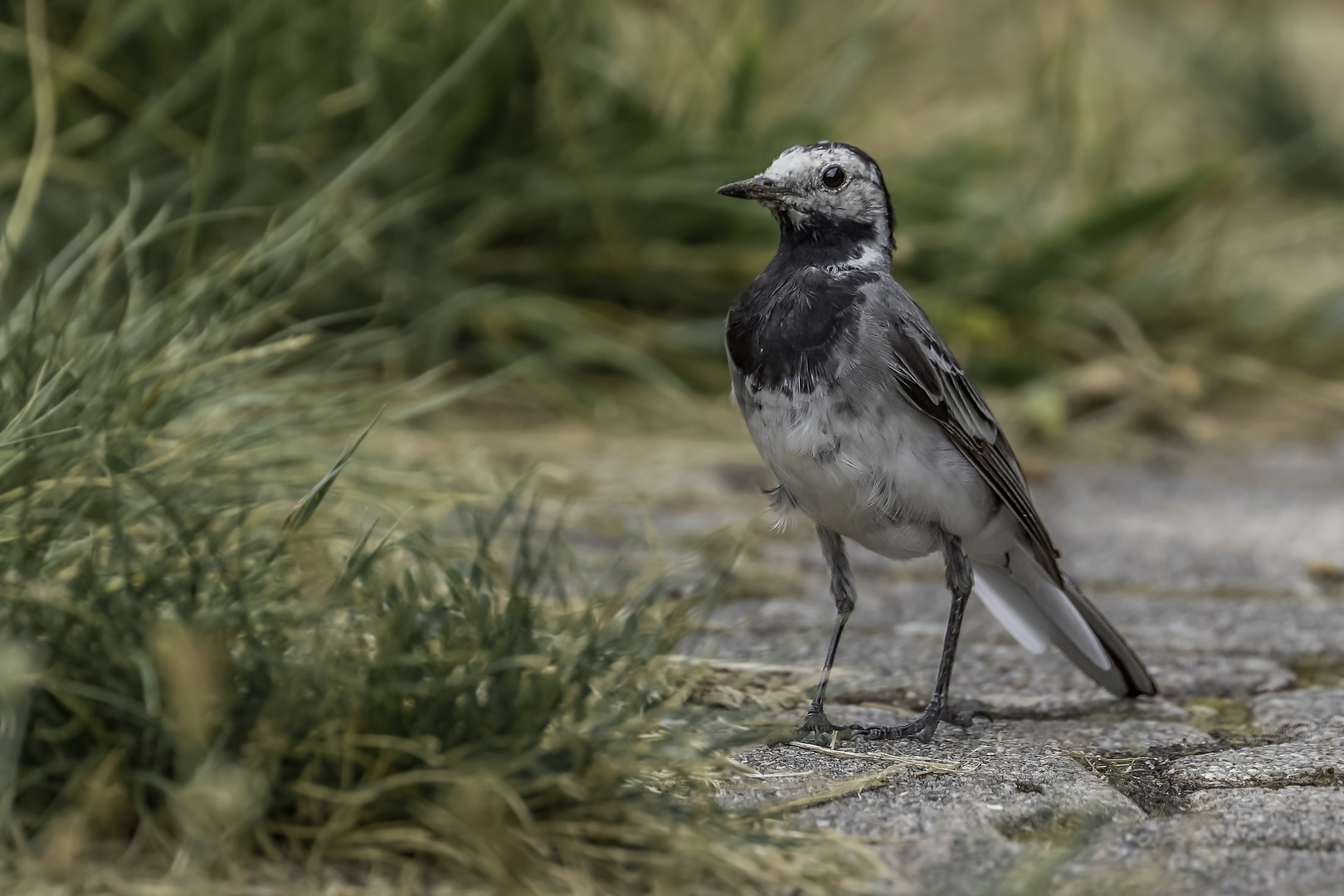 Bachstelze (Motacilla alba) Foto & Bild | tiere, wildlife, wild lebende ...