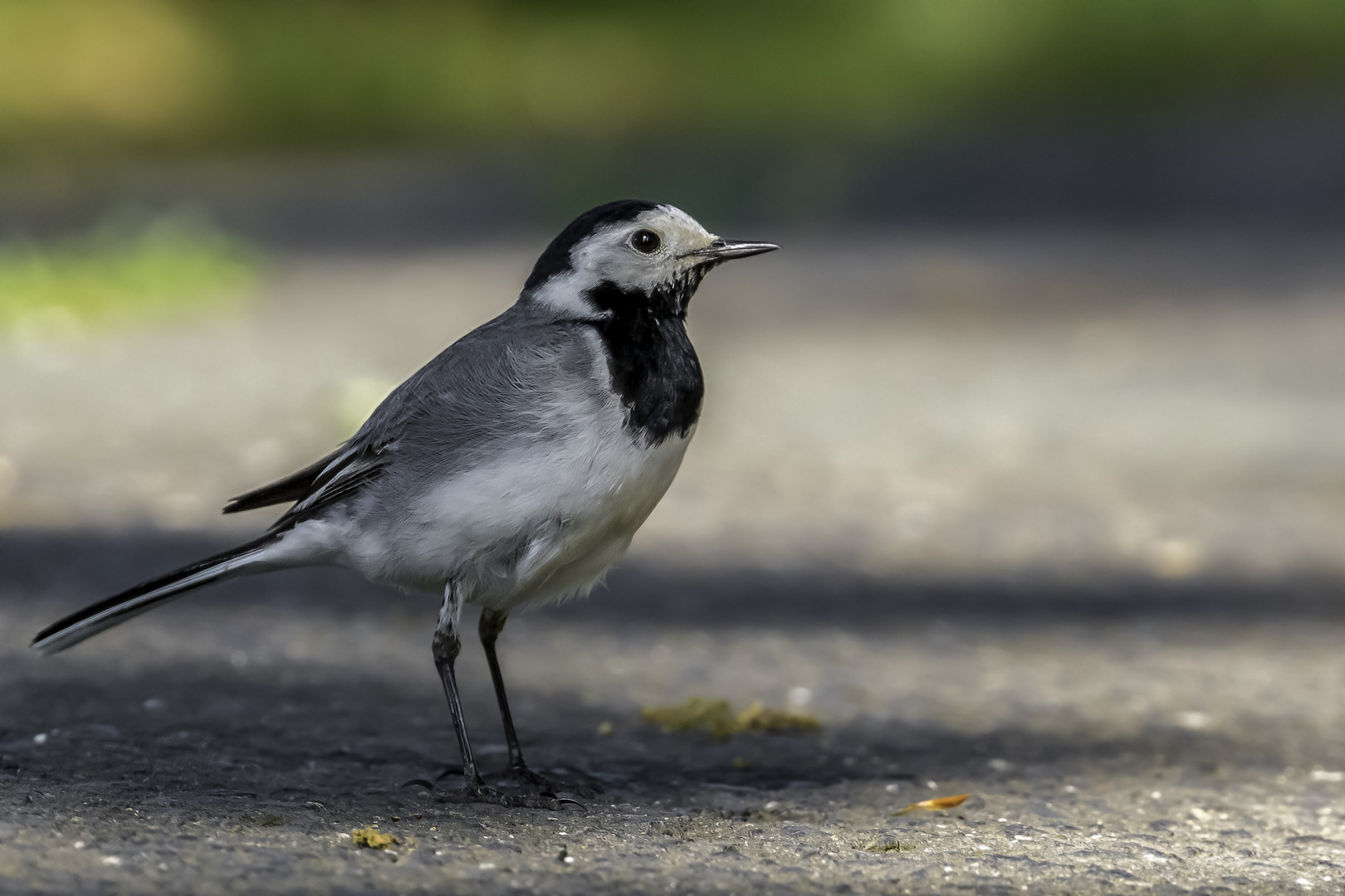 Bachstelze (Motacilla alba) Foto & Bild | tiere, wildlife, wild lebende ...