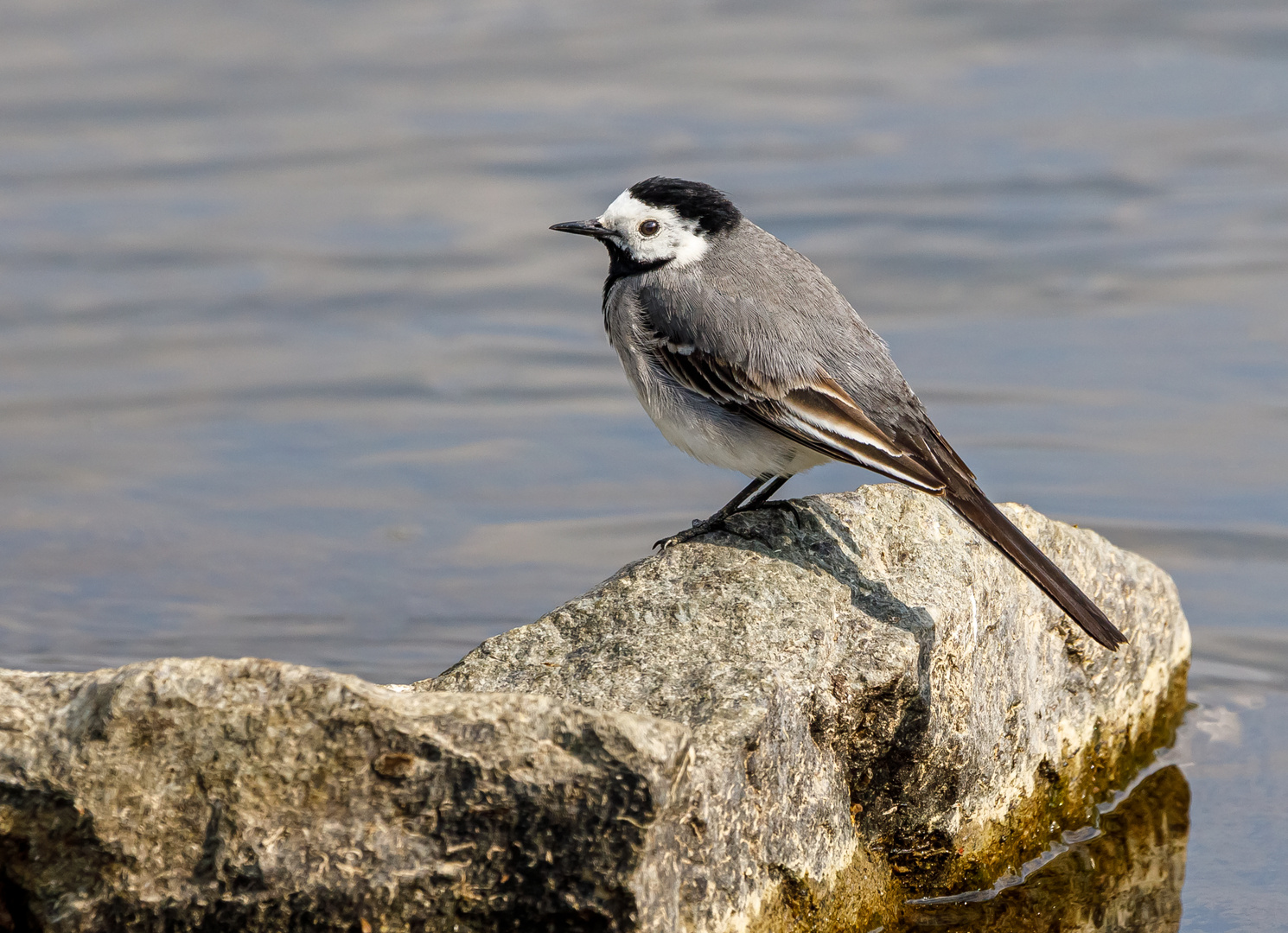 Bachstelze (Motacilla alba) Foto & Bild | tiere, wildlife, wild lebende ...