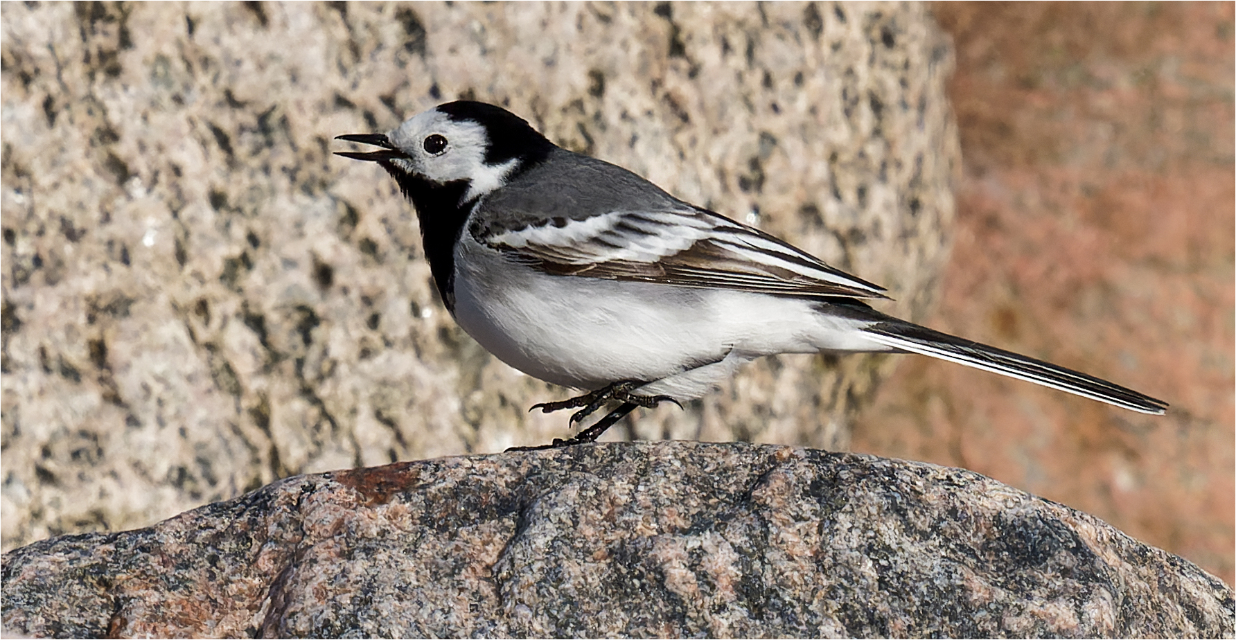 Bachus auf dem Buhnenfelsen ..... Foto & Bild | tiere, wildlife, wild ...