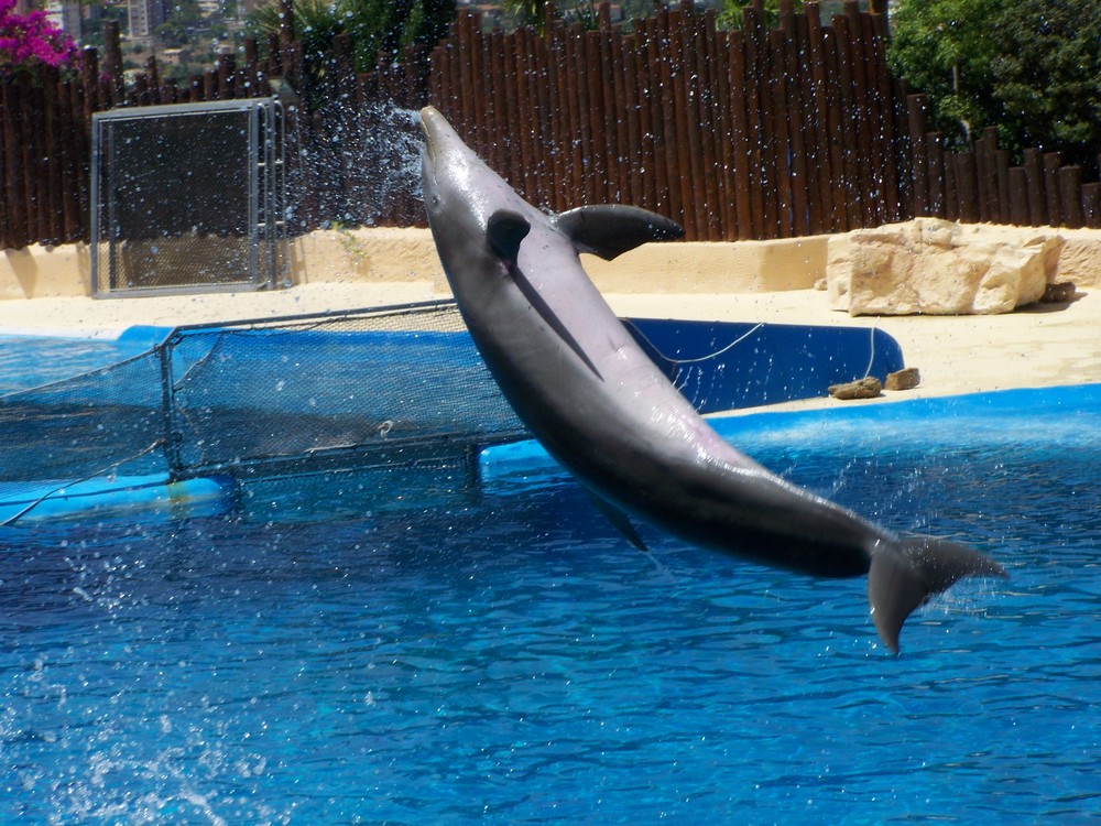 back-flying dolphin Foto & Bild | tiere, zoo, wildpark & falknerei ...