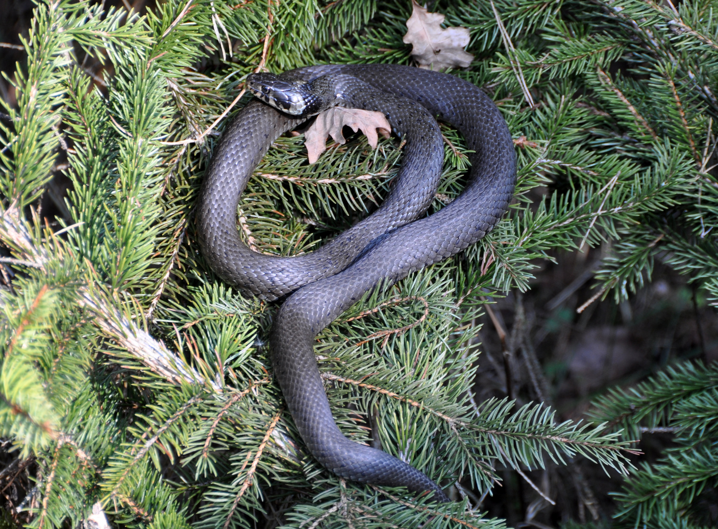 Bad Buchau/ Ein Sonnenplatz im Moor Foto & Bild | tiere, wildlife ...