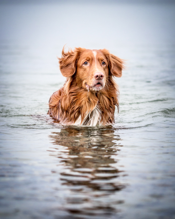 Bad im Meer Foto & Bild | wasser, hunde, ostsee Bilder auf fotocommunity