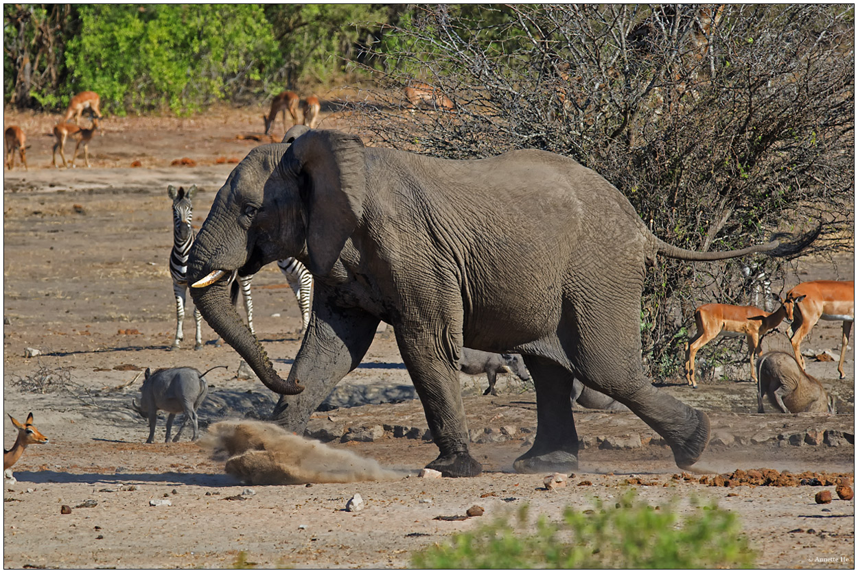 Bad Tempered Foto Bild Tiere Wildlife S ugetiere Bilder Auf bad-tempered-foto-bild-tiere-wildlife-s-ugetiere-bilder-auf