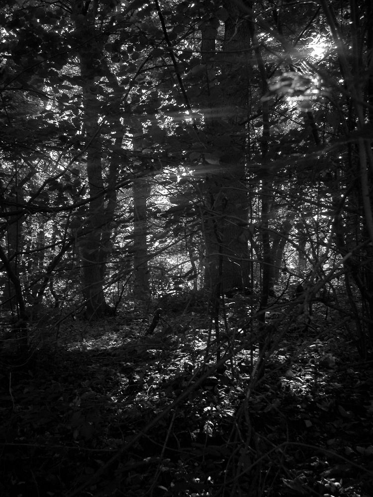 Badby Woods, nr Badby, England Foto & Bild | wald, natur, landschaft ...