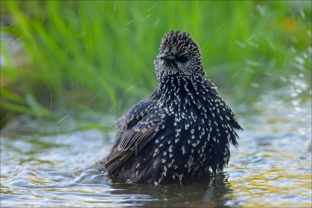 Bade-Zeit... Foto & Bild | tiere, wildlife, wild lebende vögel Bilder ...