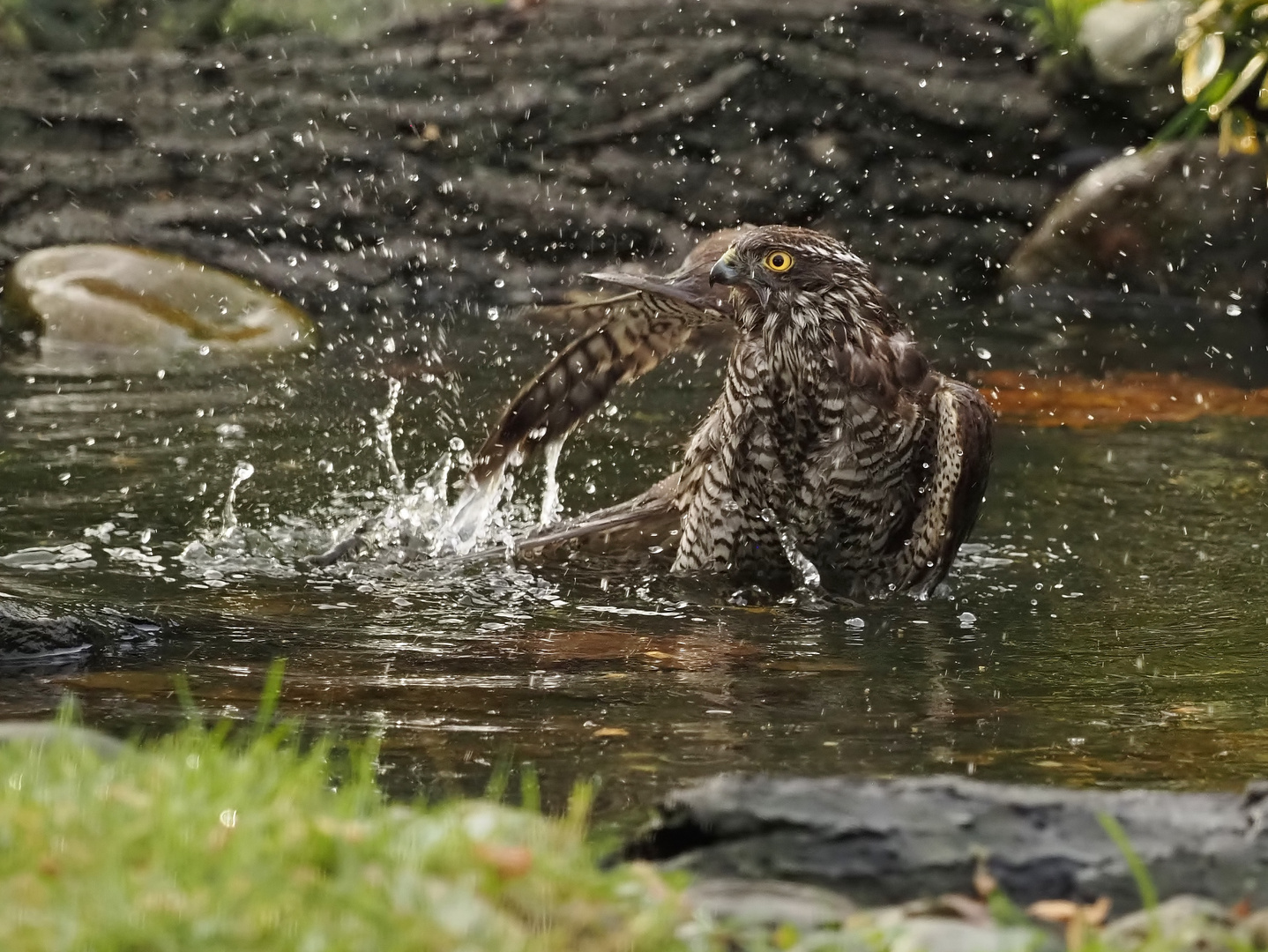 "Bade.Nixe." Foto & Bild | tiere, wildlife, wild lebende vögel Bilder ...