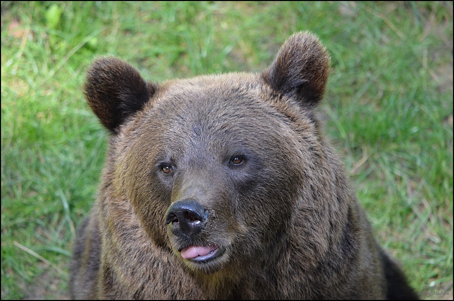 Bäh Bär !!! Foto & Bild | natur, tiere, zoo, wildpark & falknerei ...