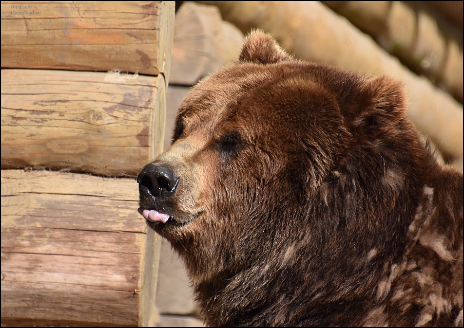 Bäh Bär !!! Foto & Bild | tiere, zoo, wildpark & falknerei, säugetiere ...
