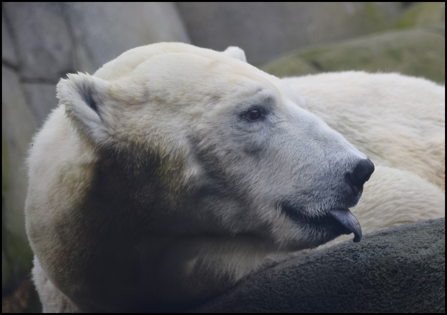 Bäh Bär !!! Foto & Bild | tiere, zoo, wildpark & falknerei, säugetiere ...