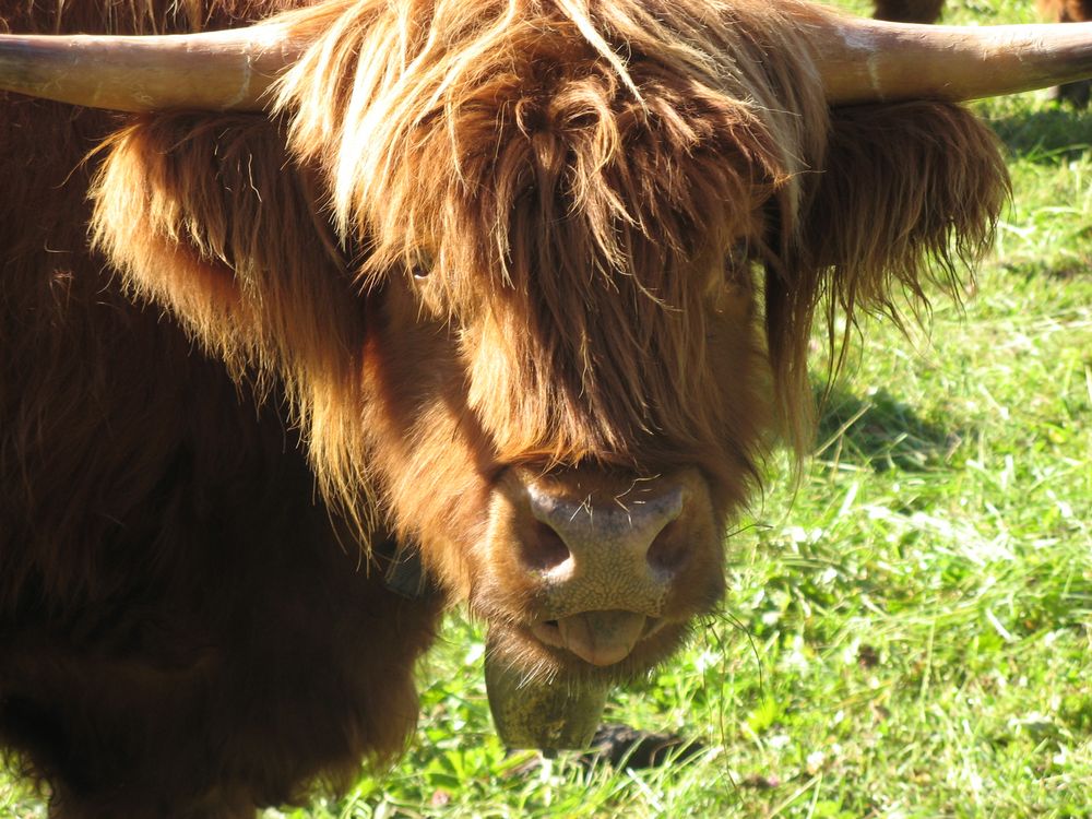 Bähhh Foto & Bild | tiere, tierdetails, stier Bilder auf fotocommunity