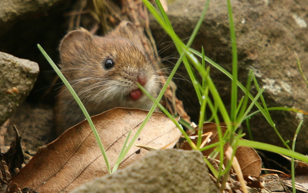 "Bähhh" Foto & Bild | tiere, wildlife, säugetiere Bilder auf fotocommunity